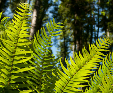 Harmac Pacific Pulp Mill | Nanaimo Forest Products Ltd.